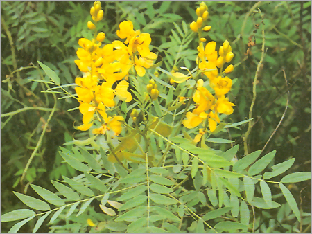 Health Benefits of Sonamukhi plant or Indian Senna - Vskills Blog